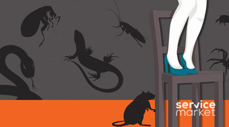 Infographic: The 8 Most Common Pests Found in Dubai - ServiceMarket Blog