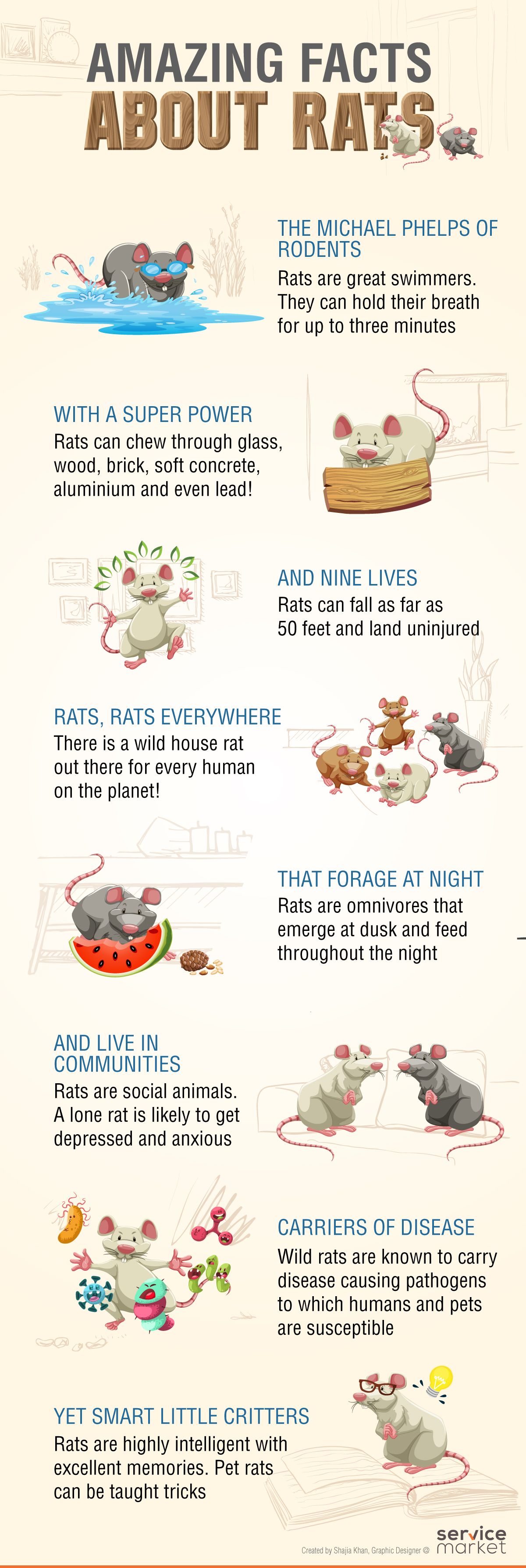 Amazing Facts About Rats - ServiceMarket Blog